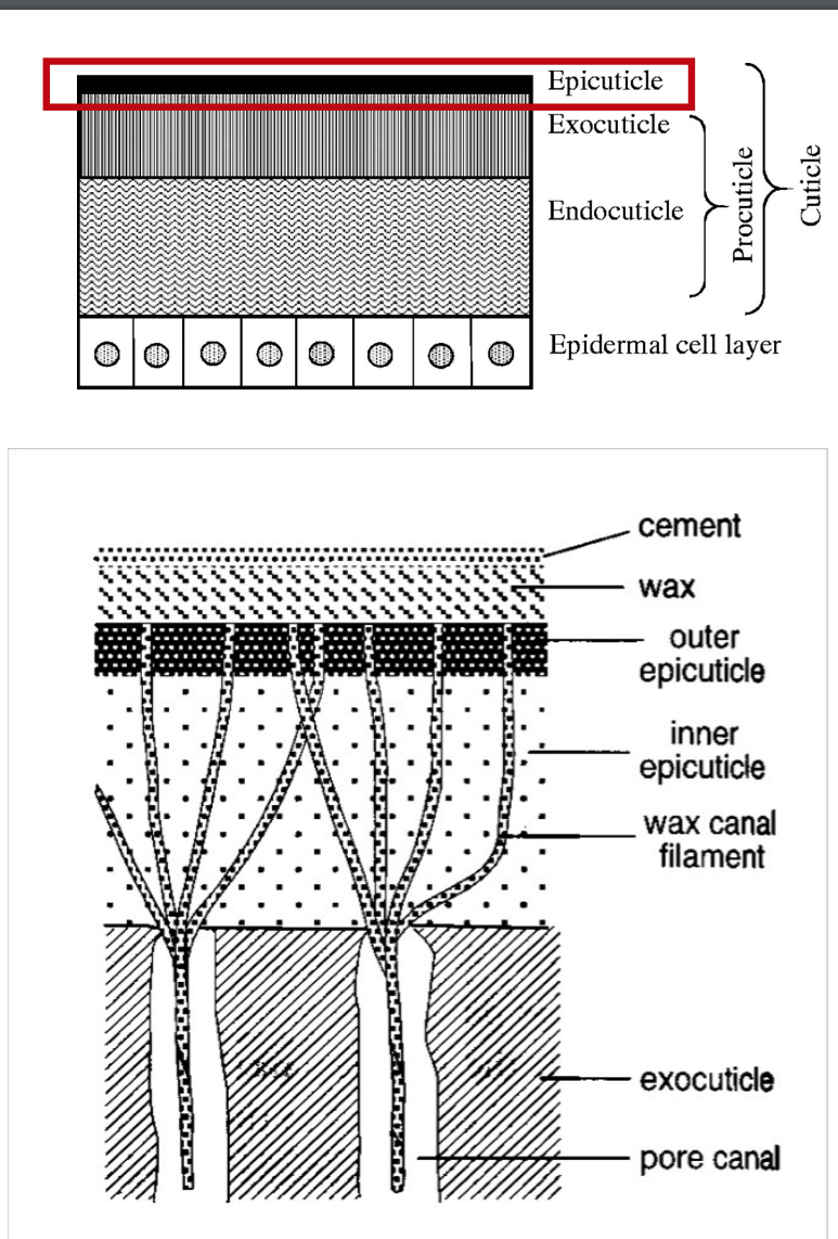 Insect Biology Lecture 3: Insect Anatomy: Body Plan & Exoskeleton Test ...