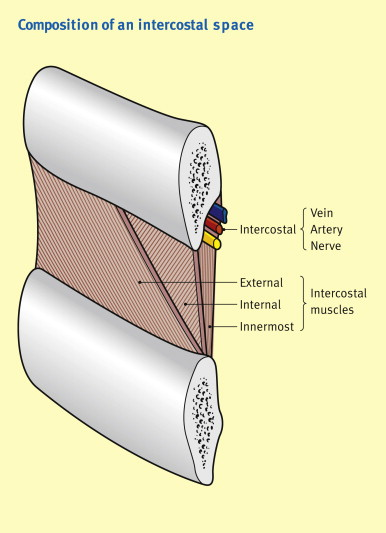 The Respiratory System (Anatomy) Test and Flashcards